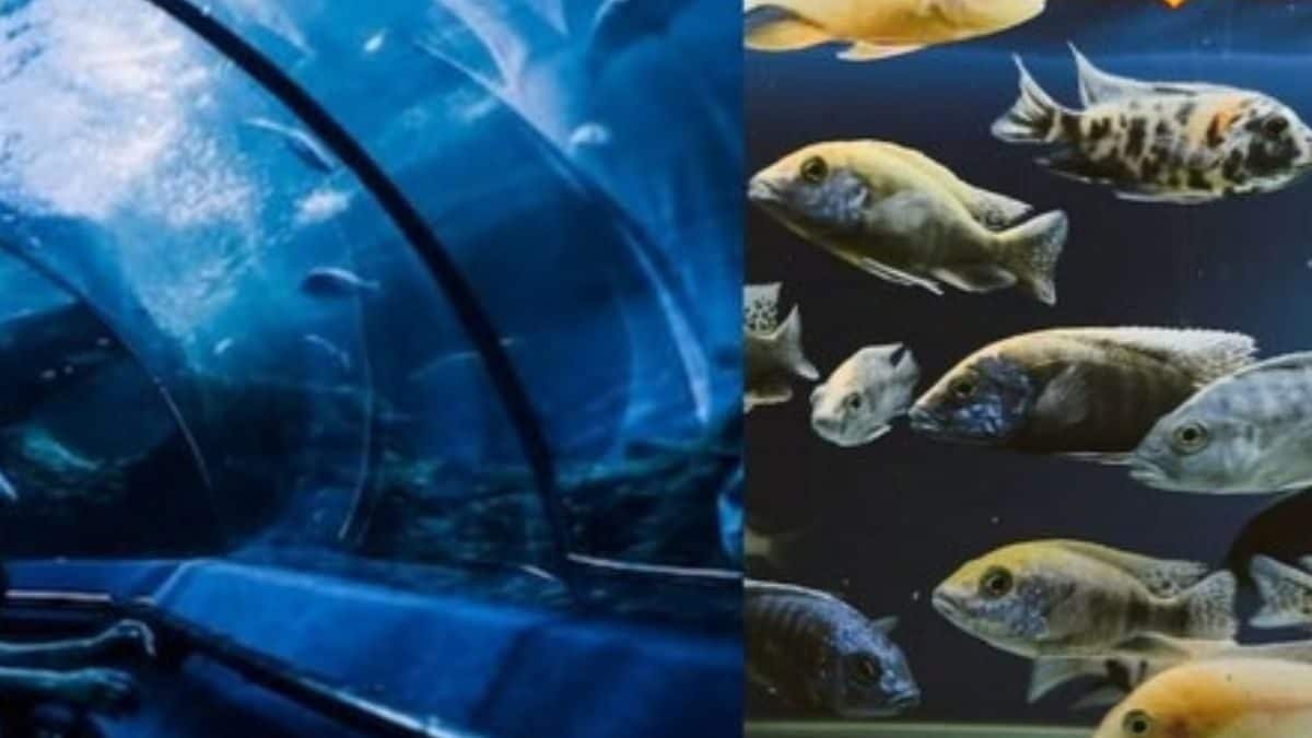 Godavarikhani's Spectacular Fish Exhibition Makes A Splash With Foreign ...