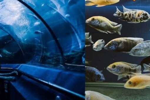 Godavarikhani's Spectacular Fish Exhibition Makes A Splash With Foreign ...