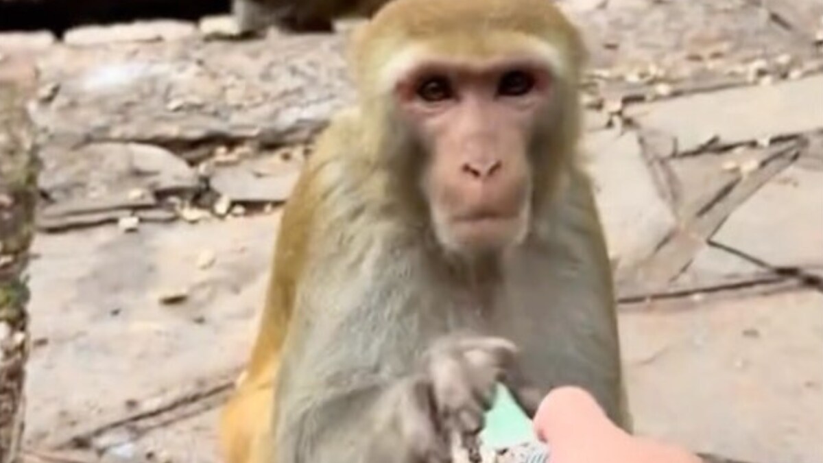 This Monkey Eats Only Clean And Hygienic Food, We Are Not Joking ...