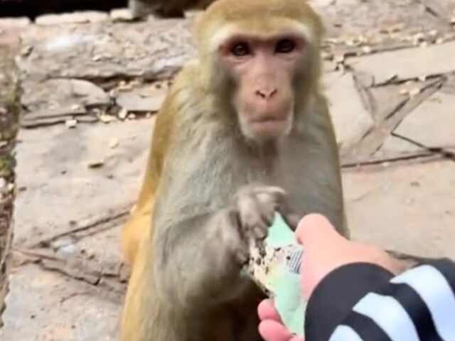 This Monkey Eats Only Clean And Hygienic Food, We Are Not Joking - News18