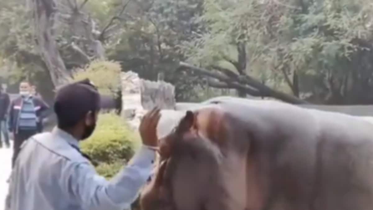 Watch: Hippo Tries To Escape From Zoo Enclosure, Gets Slapped By ...