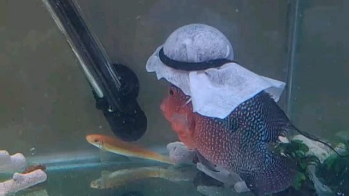 This Hilarious Video Of Fish Wearing 'Ghutra' Has 35 Million Views ...