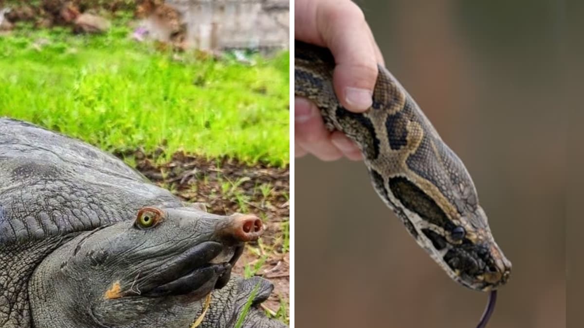 Rare Softshell Turtle And Indian Rock Python Rescued In Delhi | Viral ...