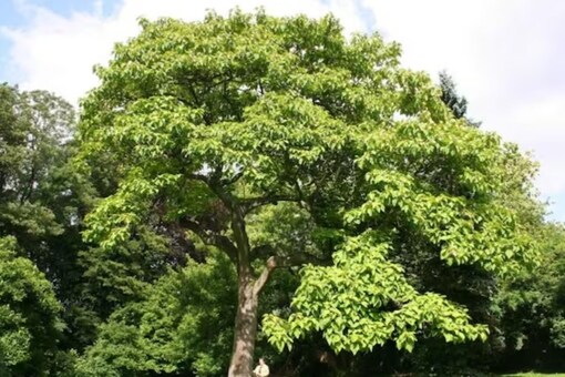 How Investing In The Cultivation Of Arjuna Tree Can Be A Profitable ...