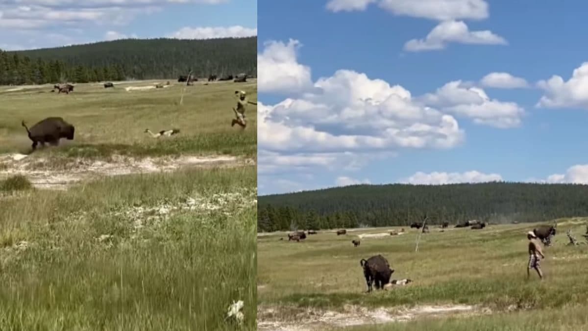 Watch: Woman Plays Dead To Escape Attack By Bison In This Shocking ...