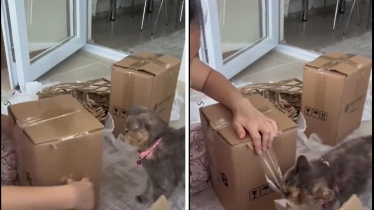 Trending: This Cat Is Smarter Than You Might Think | Viral News - News18