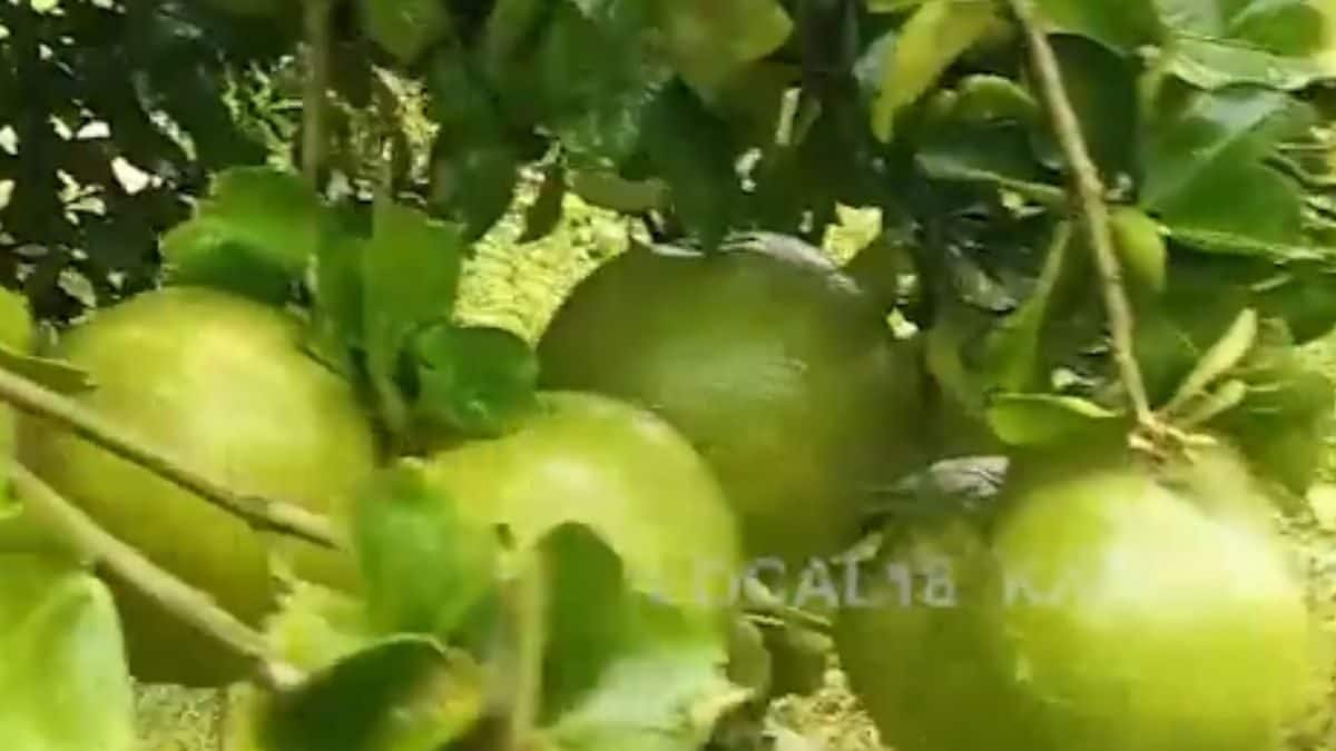 Karnataka Farmers Unique Method Helps Him Boost Yield India News