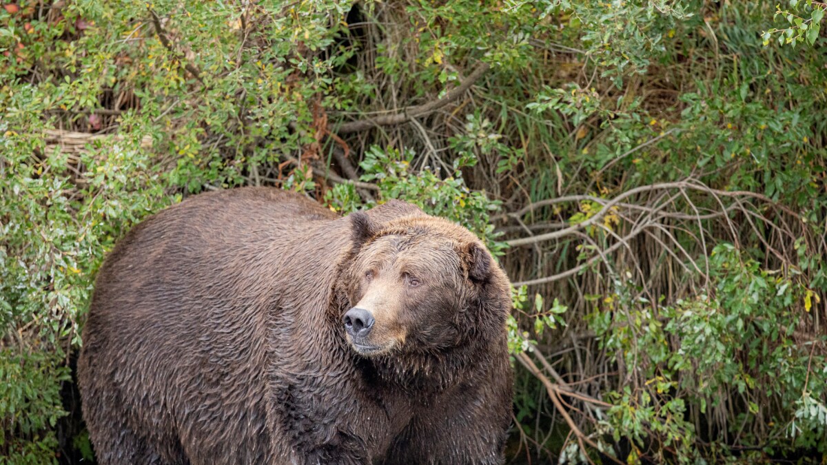 Canada: Couple Killed in Grizzly Bear Attack in Alberta's Banff ...