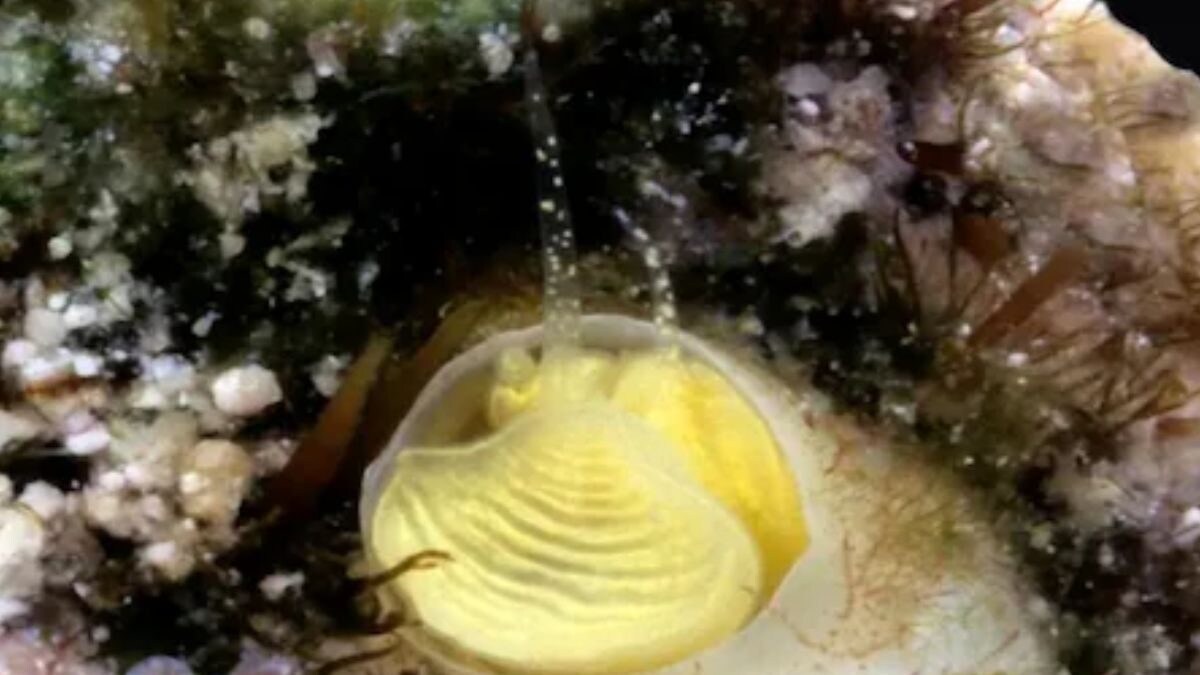 Scientists Discover 'New Species' Of Bright-coloured Sea Snail In ...