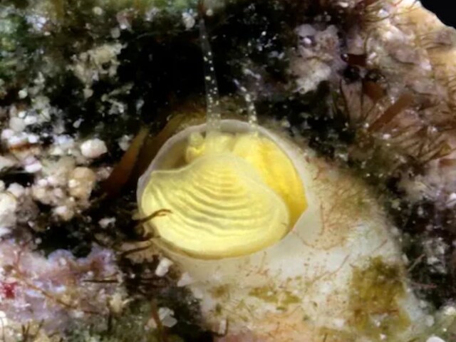 Scientists Discover 'New Species' Of Bright-coloured Sea Snail In ...