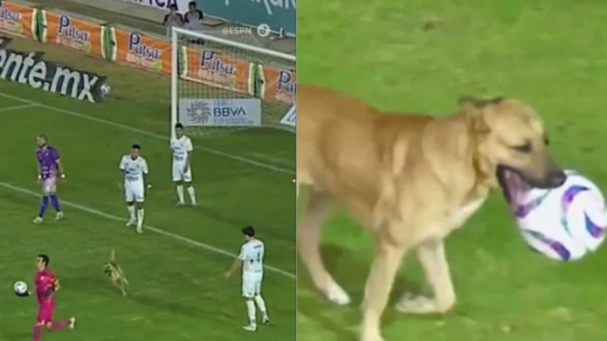 Viral: Dog Invades Live Football Match And 'Steals The Show' | Viral ...