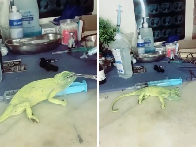 Man Finds Chameleon In Unresponsive State, Saves Its Life With CPR And ...