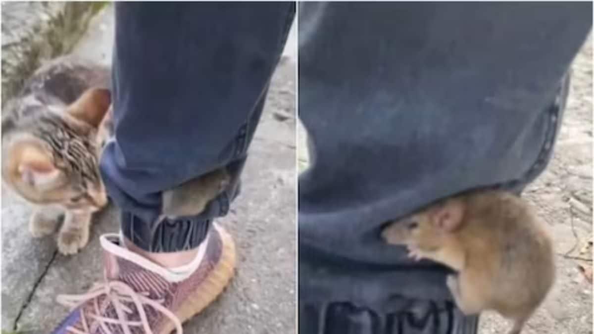 Watch: Rat's Heroics In Standoff With Cat Leaves Viewers Astonished ...
