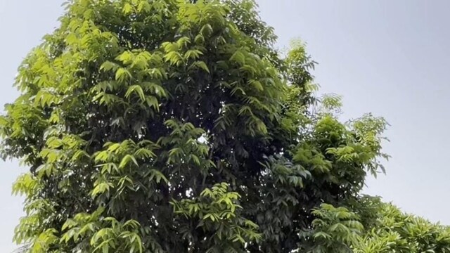 How Mahogany Trees Have Emerged As A Lucrative Investment For Farmers ...