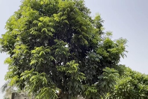 How Mahogany Trees Have Emerged As A Lucrative Investment For Farmers ...