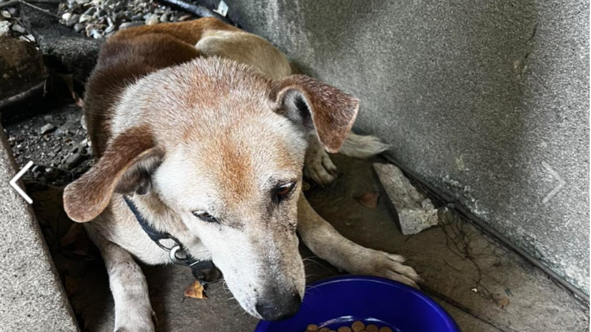 Grab Tissues, This Story Of A Loyal Dog Will Bring Tears To Your Eyes ...