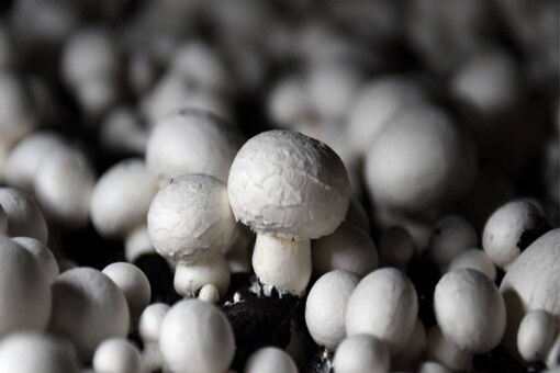 Fatal Mushroom Meal Mystery: How Did Three Lives Perish in Australia ...