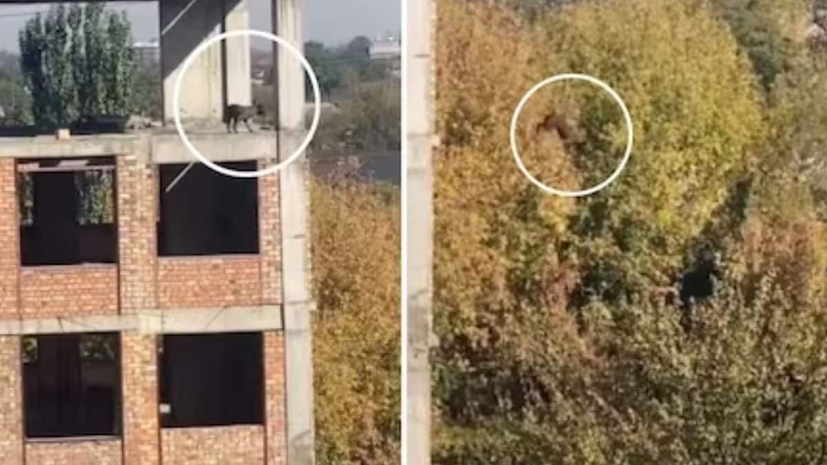 Dog Jumps From The 5th Floor Of An Under Construction Building And Then ...