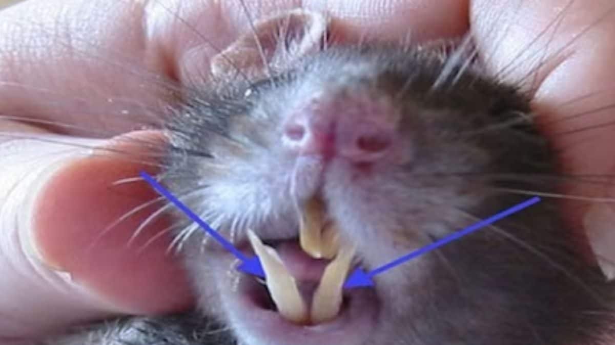 Did You Know A Rat's Teeth Can Slice Through Glass? | Viral News - News18
