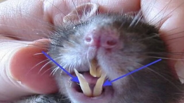 Did You Know A Rat's Teeth Can Slice Through Glass? | Viral News - News18