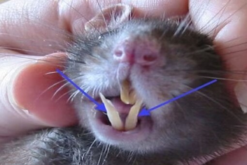 Did You Know A Rat's Teeth Can Slice Through Glass? - News18