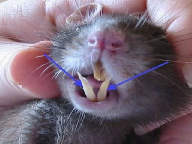 Did You Know A Rat's Teeth Can Slice Through Glass? - News18