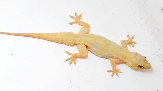 Scared Of House Lizards? Know What To Do If They Bite You | Viral News ...