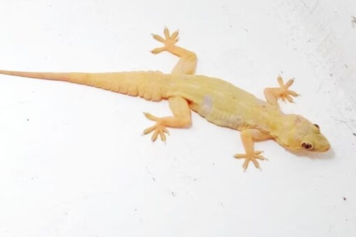 Scared Of House Lizards? Know What To Do If They Bite You - News18