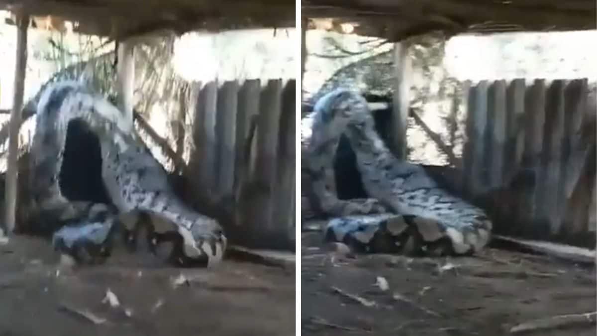 Giant Python, Tied To A Rope, Tries To Escape After Eating Heavy Meal ...
