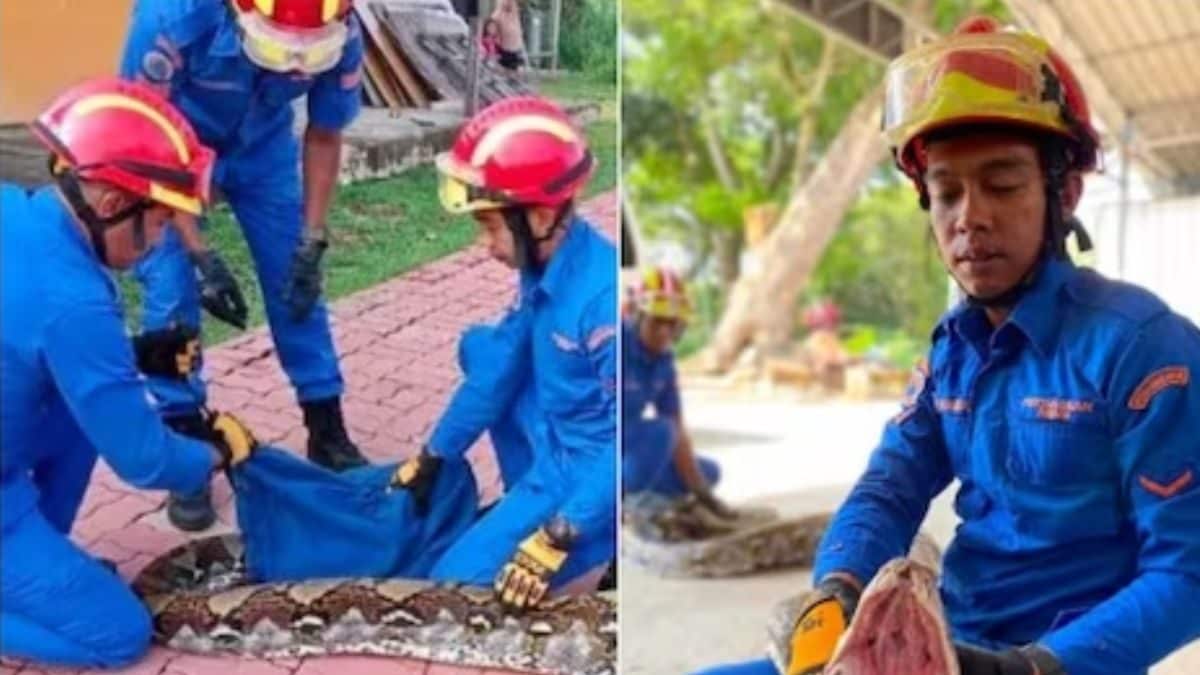 23-foot Python, Unable To Move After Swallowing A Goat, Caught In ...