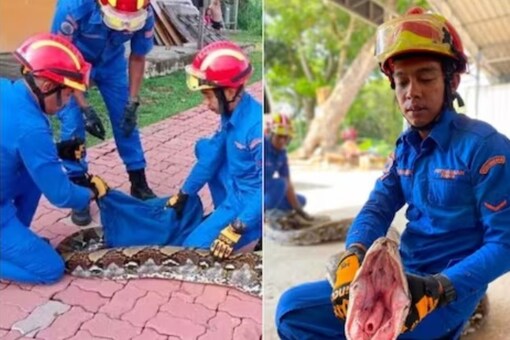 23 Foot Python Unable To Move After Swallowing A Goat Caught In