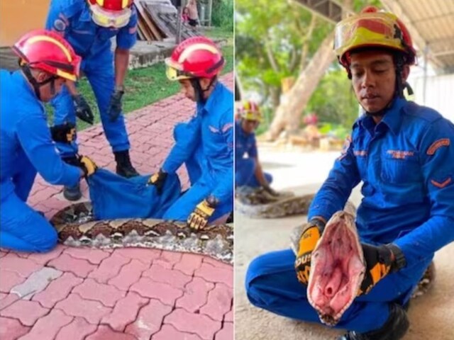 23-foot Python, Unable To Move After Swallowing A Goat, Caught In ...