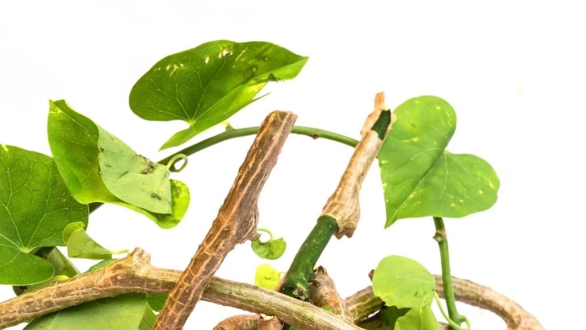 Giloy To Gotu Kola, 5 Herbs To Strengthen Bones | Lifestyle News - News18