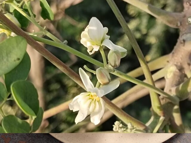 Fighting Arthritis To Improving Blood Pressure, 5 Benefits Of Moringa ...