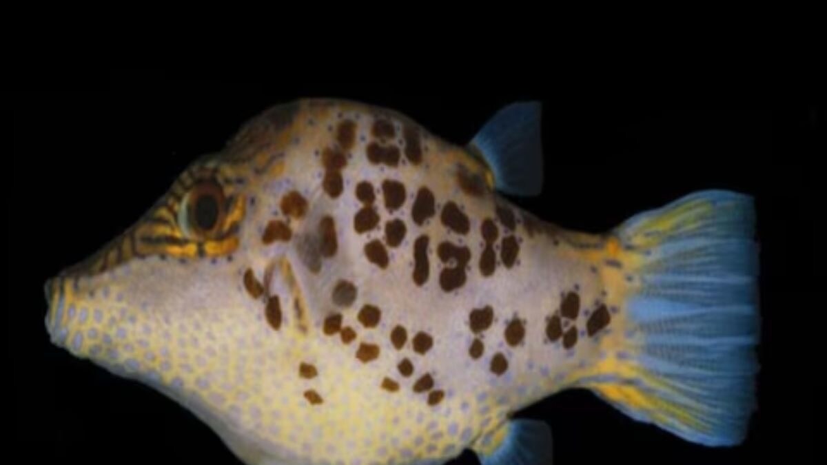 Watch: Rare Leopard Skin Fish Spotted In Australia's Coral Sea Marine ...