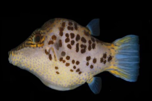 Watch: Rare Leopard Skin Fish Spotted In Australia's Coral Sea Marine ...