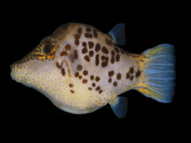 Watch: Rare Leopard Skin Fish Spotted In Australia's Coral Sea Marine ...