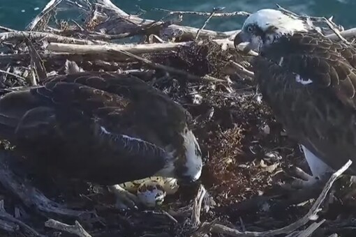 Watch: Rare Eastern Osprey Chick Hatches In South Australia - News18