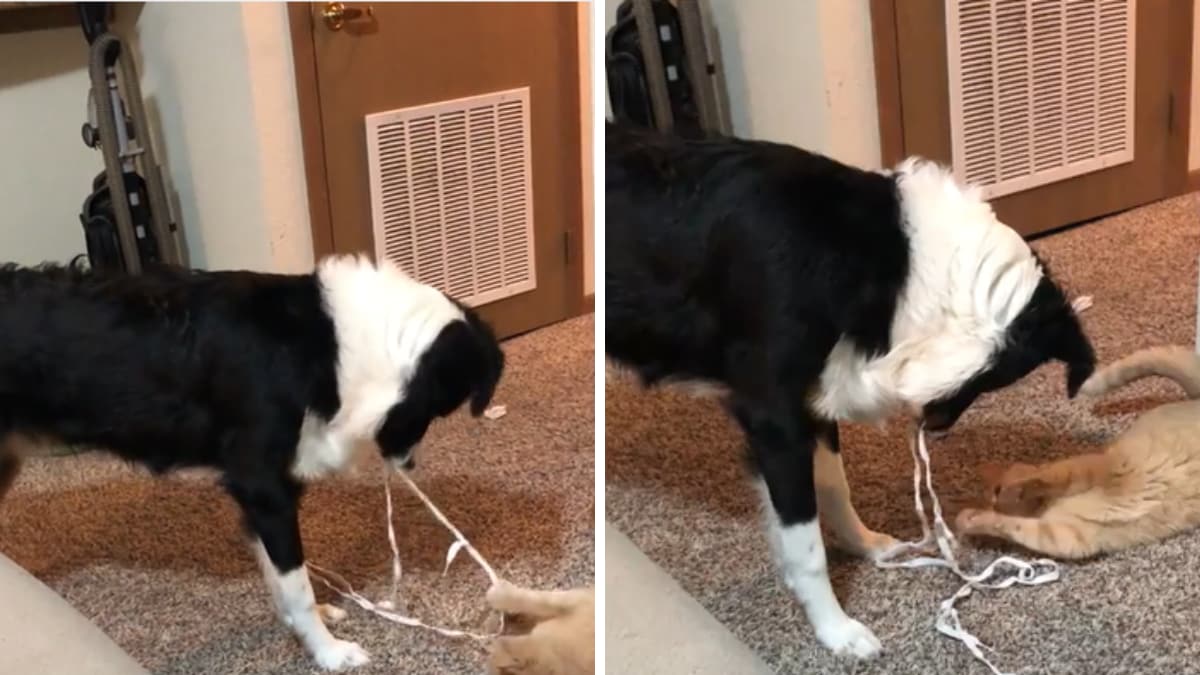 Dog Imitating Human To Befriend A Cat Has Internet Saying 'So Adorable ...