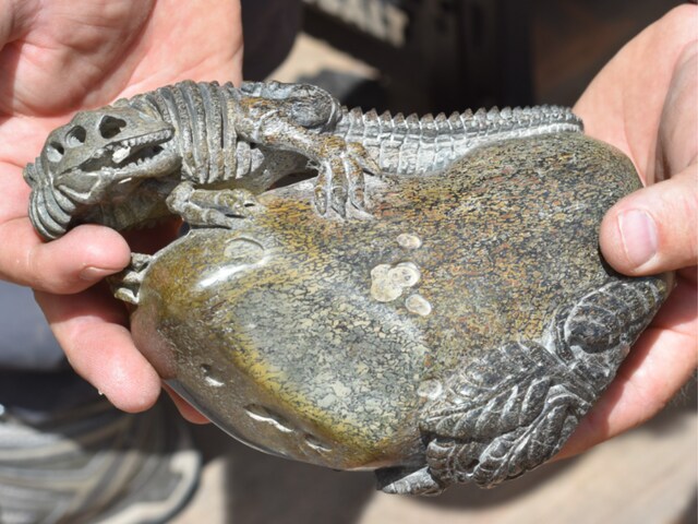 Four Americans Steal Dinosaur Bones Worth Rs 6.5 Crore, Smuggle Them To ...