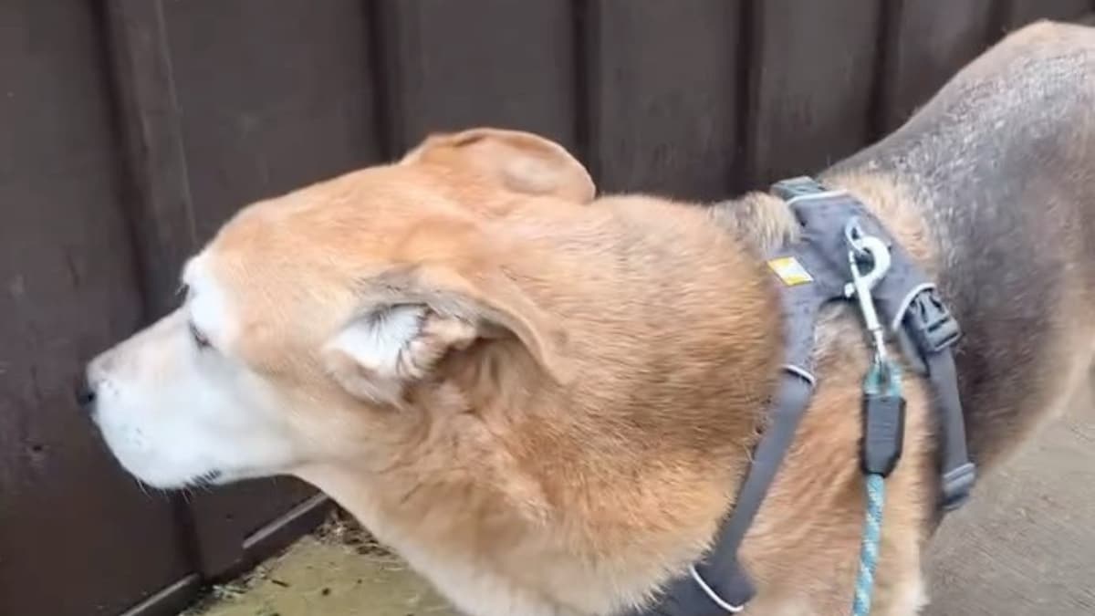 Watch: Pet Dog's 'Award-Winning' Performance To Skip Skip A Walk Day ...