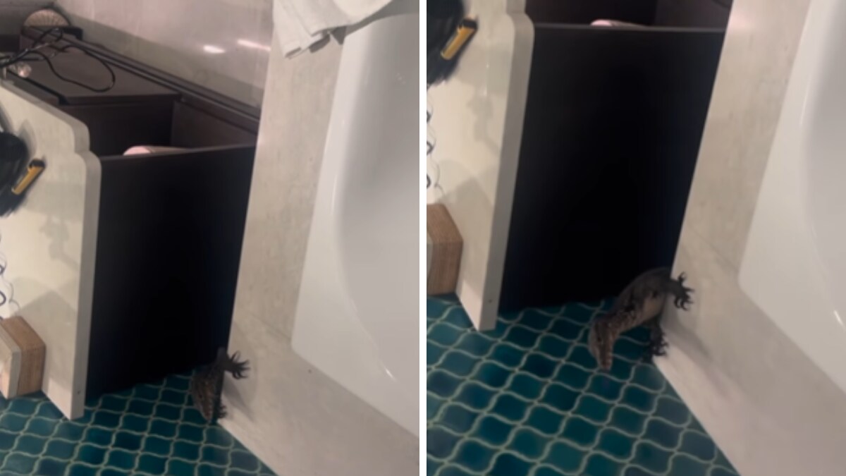 Video Of Monitor Lizard Hidden In Hotel Bathroom Spooks Internet ...