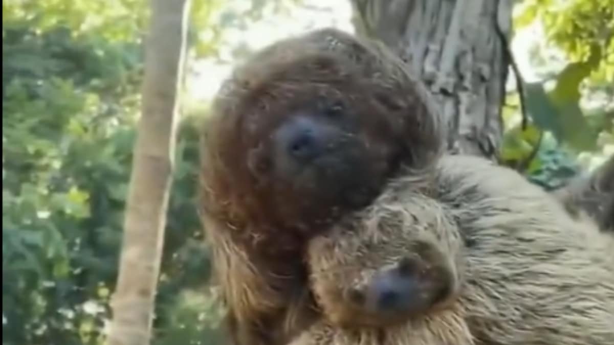 Watch: Wildlife Photographer Helps Baby Sloth Unite With Its Mother ...