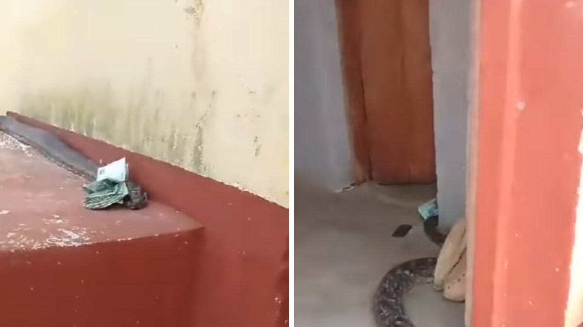 This Video Of Python Delivering Money Is Shocking - News18