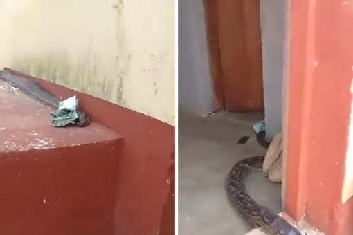 This Video Of Python Delivering Money Is Shocking - News18