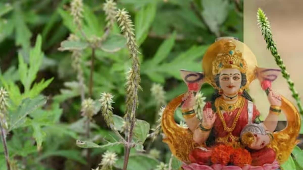 5 Ways Apamarga Plant Can Help You Resolve Life’s Challenges ...