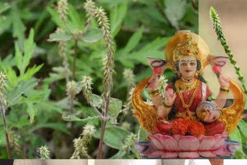 5 Ways Apamarga Plant Can Help You Resolve Life’s Challenges - News18