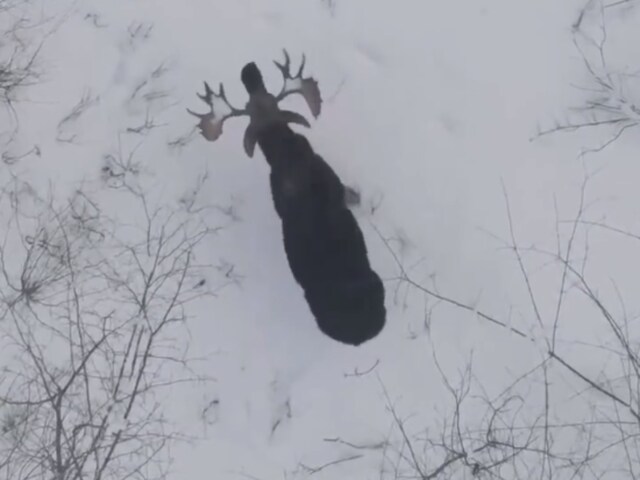 Ever Seen A Bull Moose Shed Its Antlers? This Rare Video Deserves Your ...