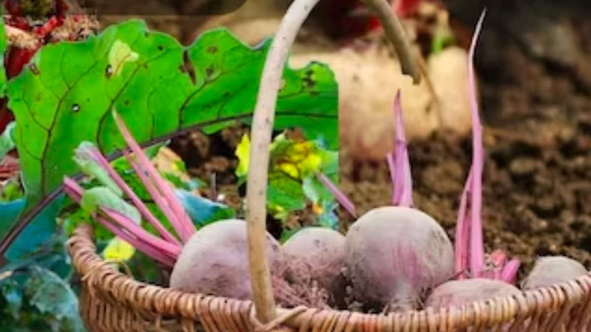 How To Grow Beetroot In Pots At Home | Lifestyle News - News18