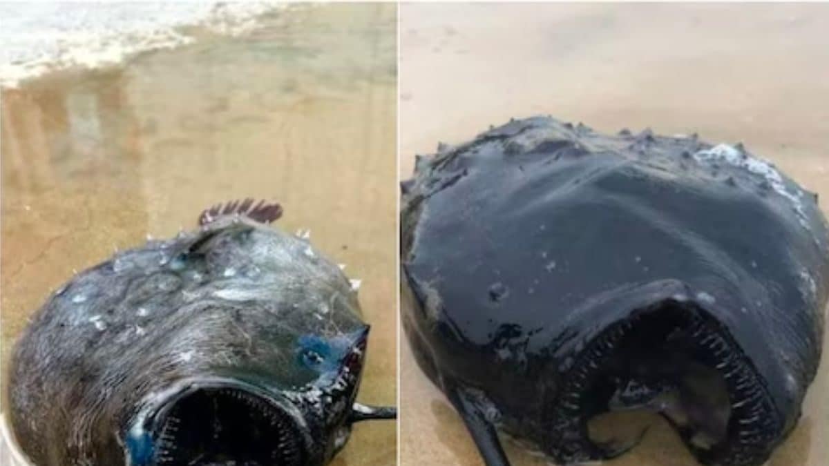 Pacific Football Fish Washes Ashore In Laguna Beach, Raises Climate ...